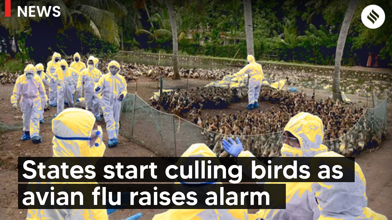 States Start Culling Birds As Avian Flu Raises Alarm Across Country ...