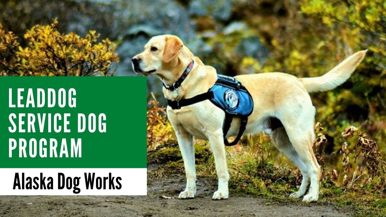 Lead Dog Service Dog Program - YouTube