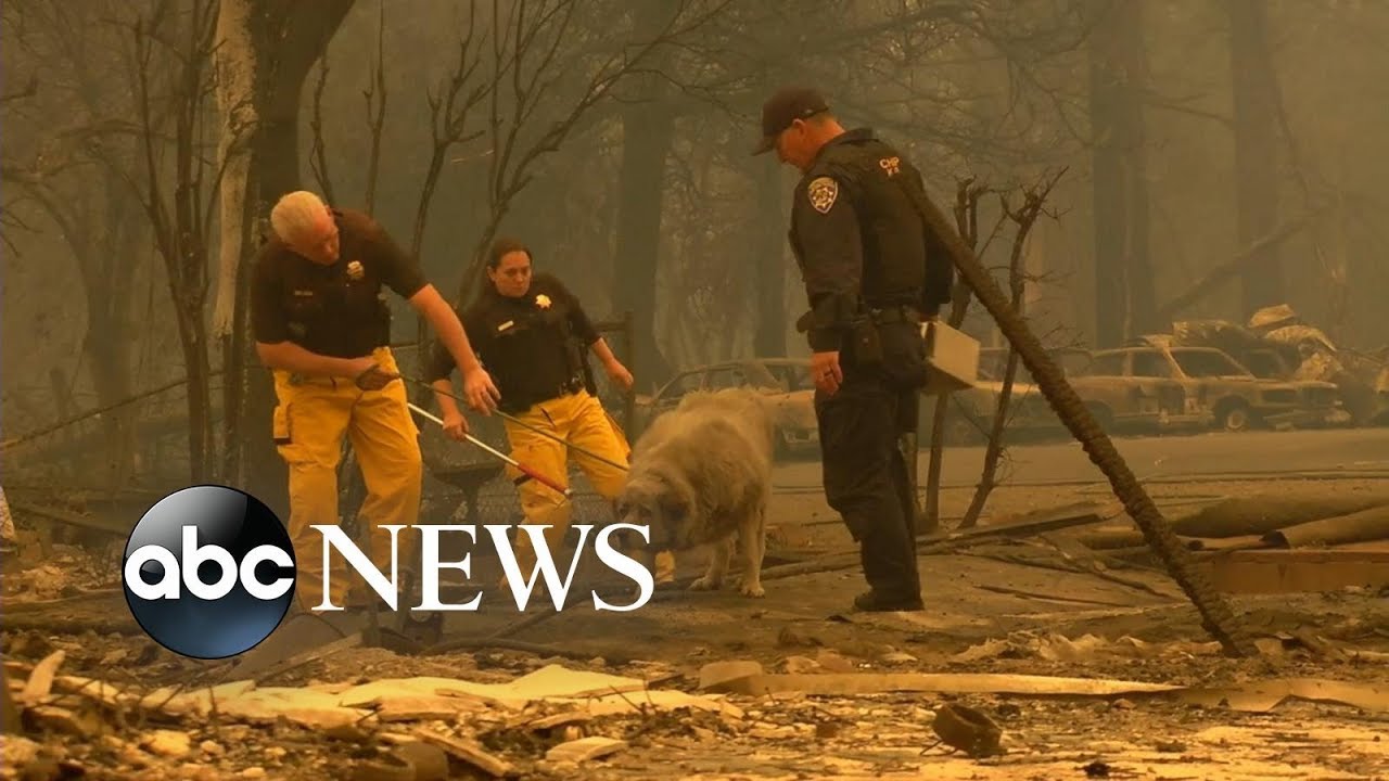 Volunteers in California brave the fires to rescue animals from the ...