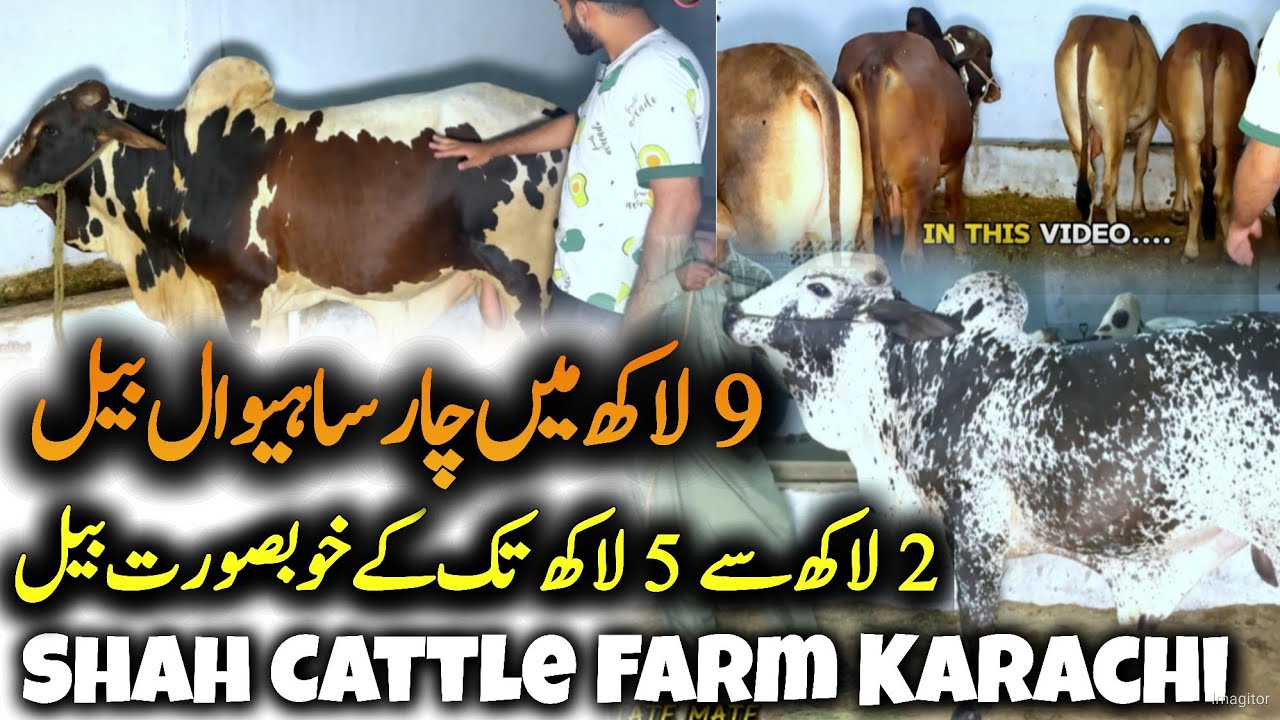 Shah Cattle Farm Karachi 2024 - Qurbani 2024 Karachi - Cow Mandi 2024 ...
