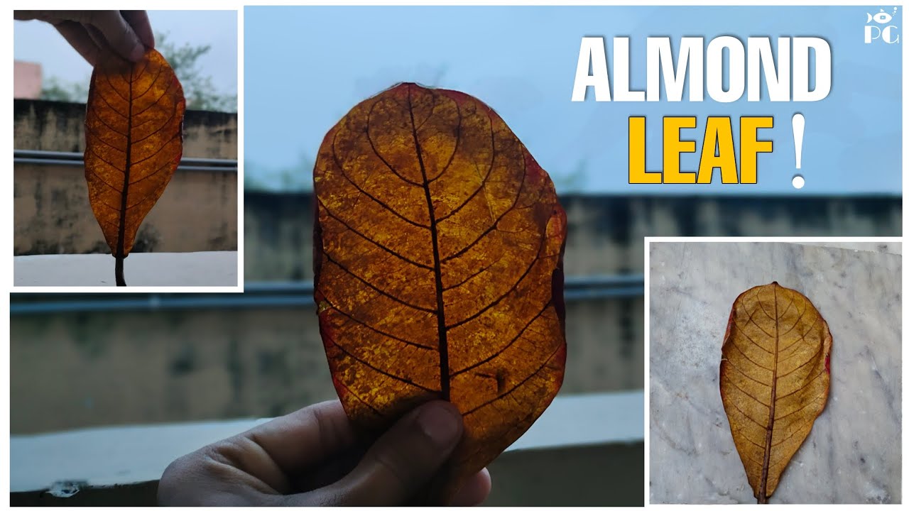 This Almond Leaf Can Save Your Fish's Life || #almond #almondleaf #fish ...
