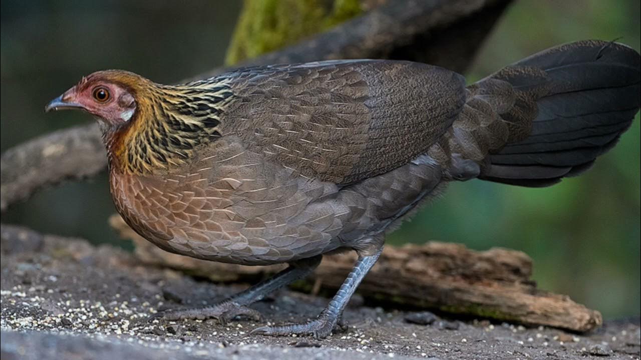 Poj qaib qus seev tsauj cuab tuaj zoo 2023 - YouTube