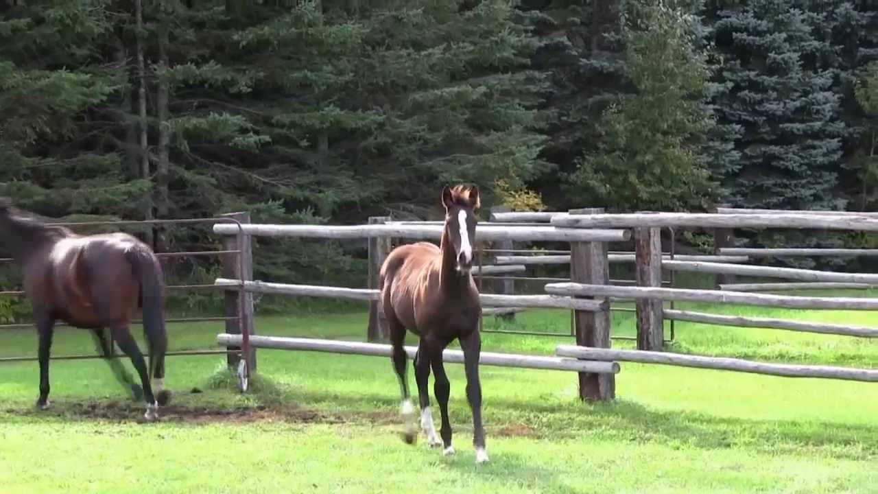 Bedrock Balou by Bon Balou 2013 Dk Brown Oldenburg Colt Hunter /Jumper ...