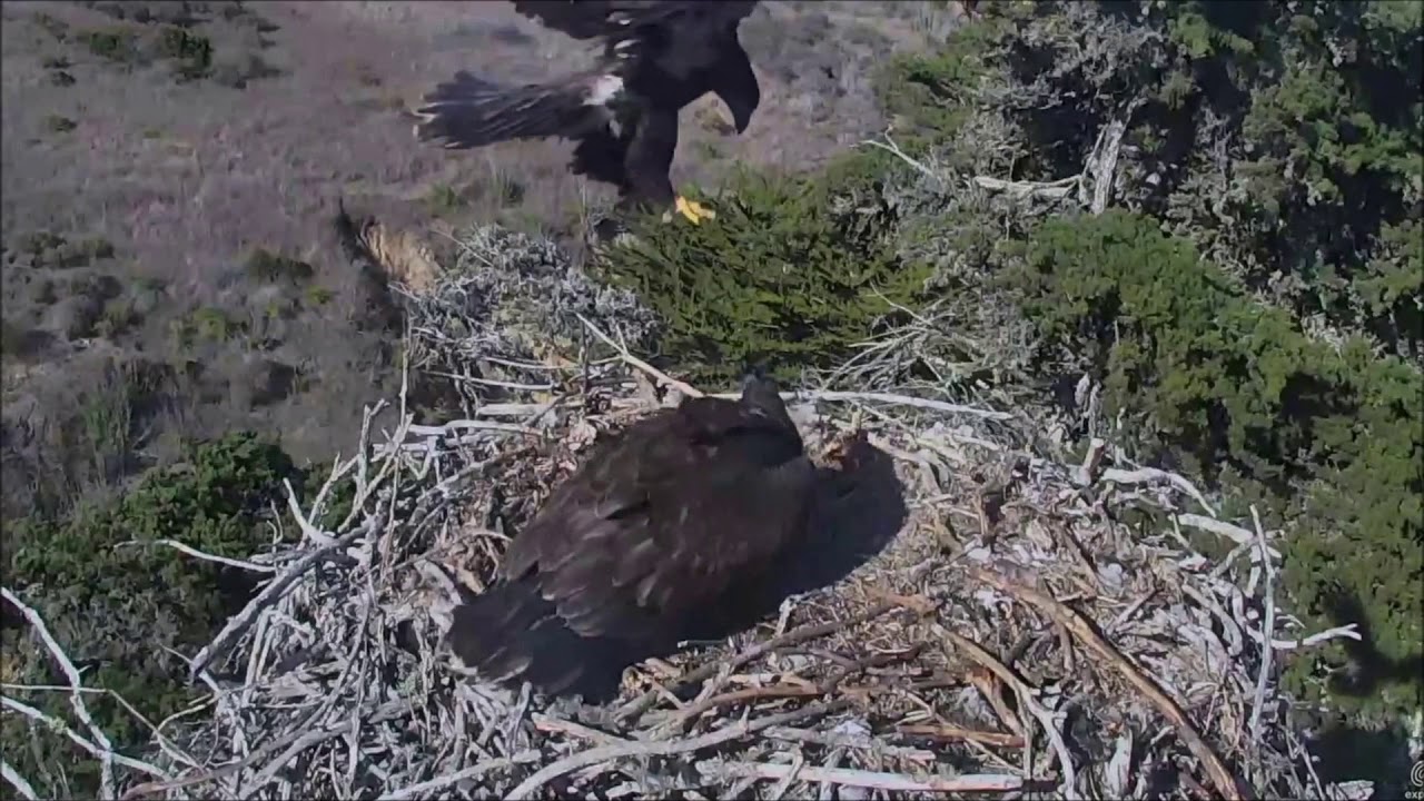 Sauces Bald Eagles- Hovering On A Windy Day - YouTube