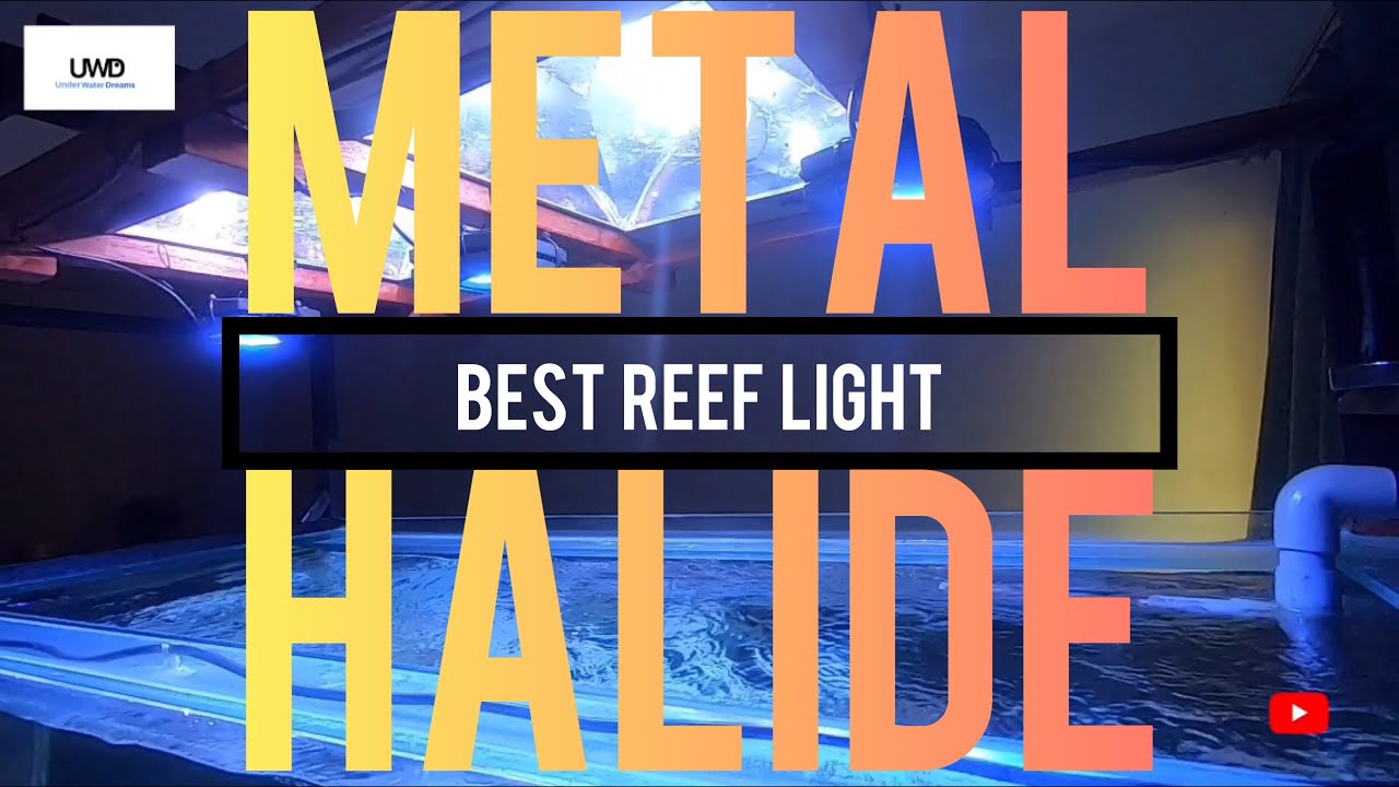 Hybrid Reef Light (Metal Halide + Ai Prime) Grow Corals Fast! - YouTube