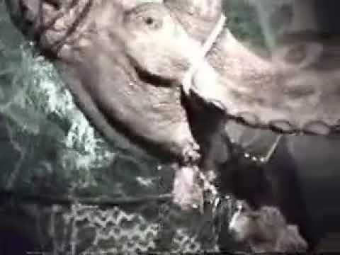 Halloween Horror Nights: Islands of Fear (2002) - Project Evilution Haunted House
