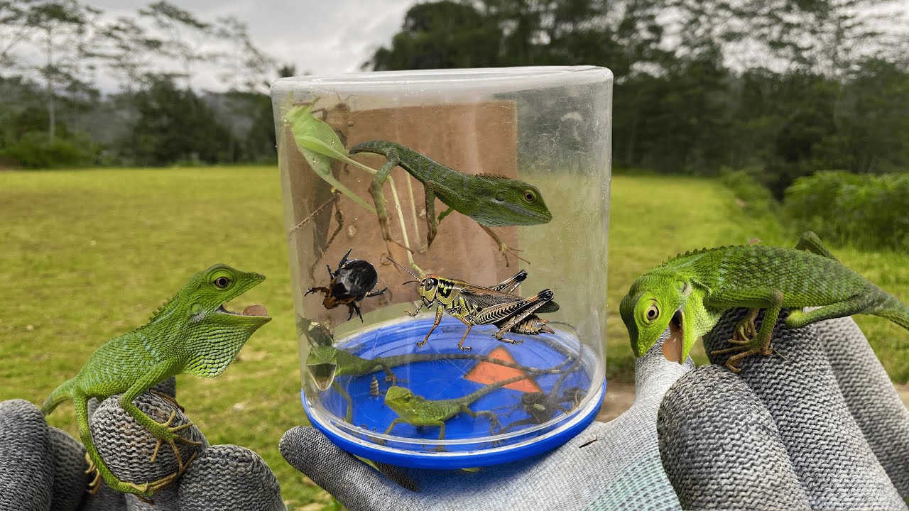 Unveiling the Secret World of Backyard Insects - YouTube