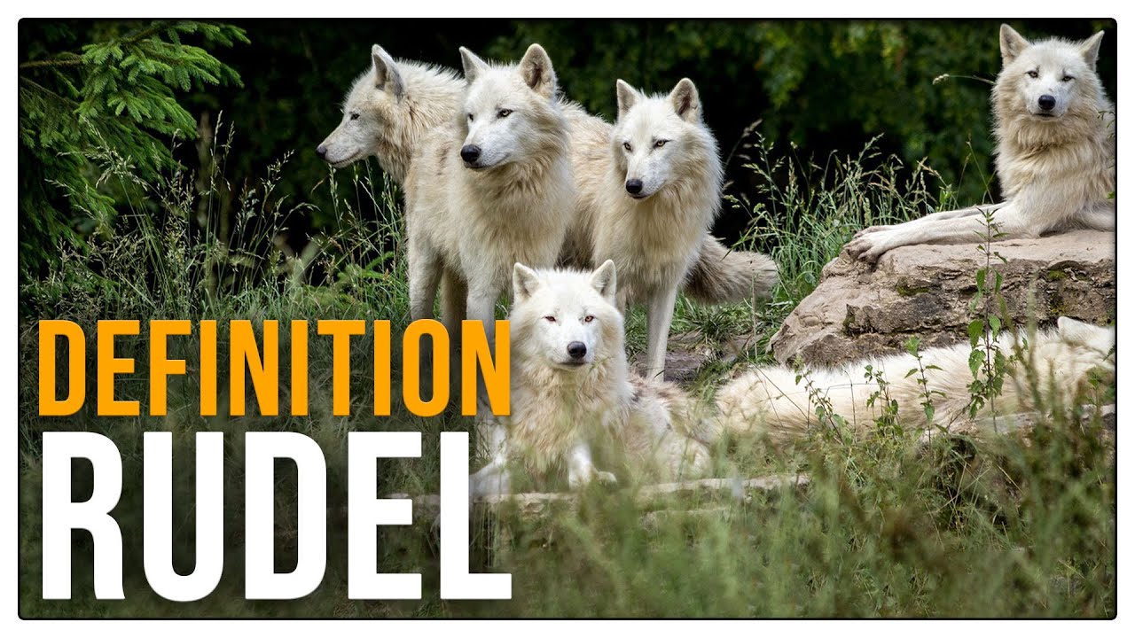 3 Dinge definieren ein Rudel | Hunde in Gruppen - Definition - YouTube