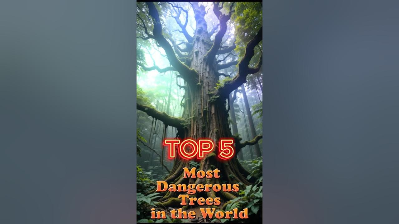 Top 5 Most Dangerous Trees in the World #top5 #dangerous #tree - YouTube