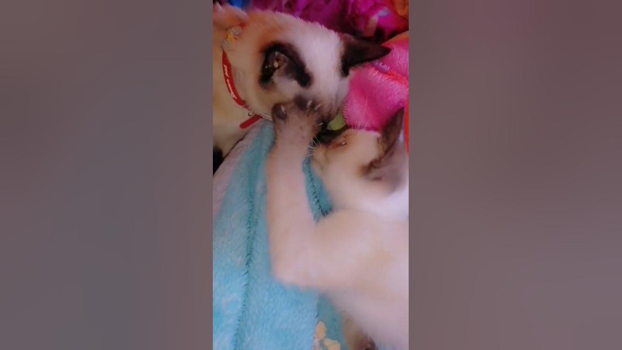 Cats قططسيامي Youtube