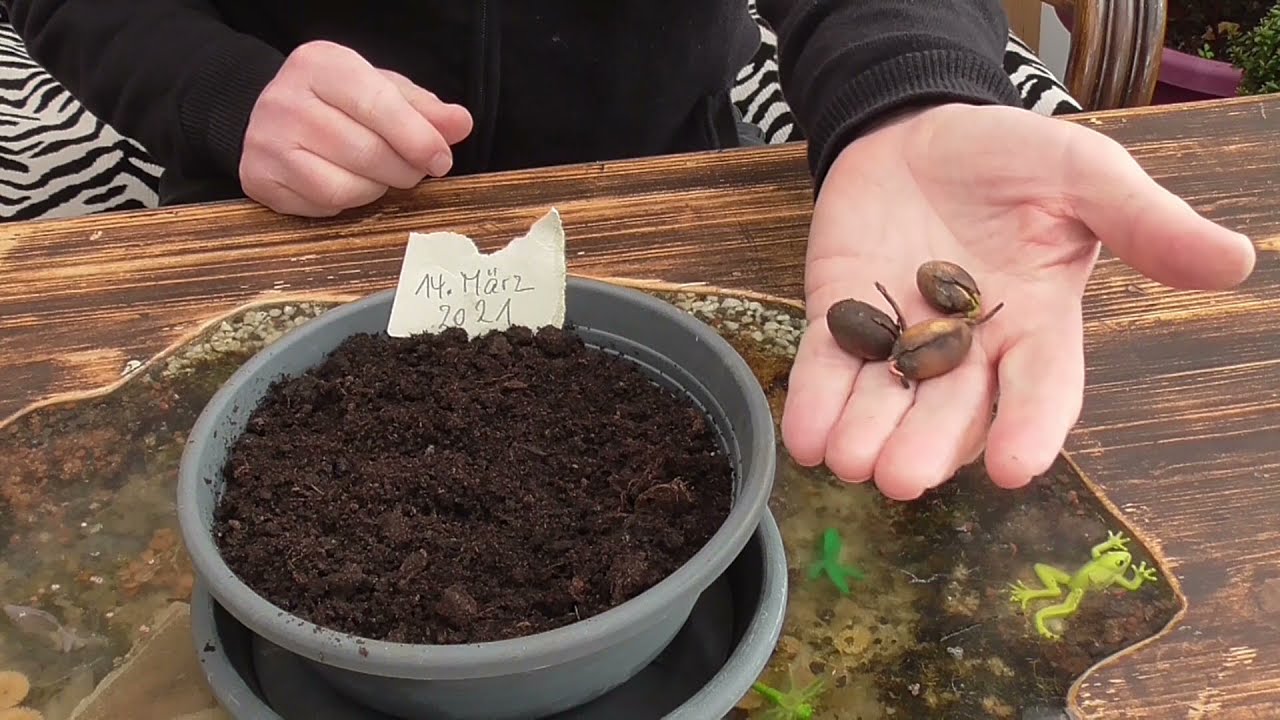 Eiche aus Samen ziehen - YouTube