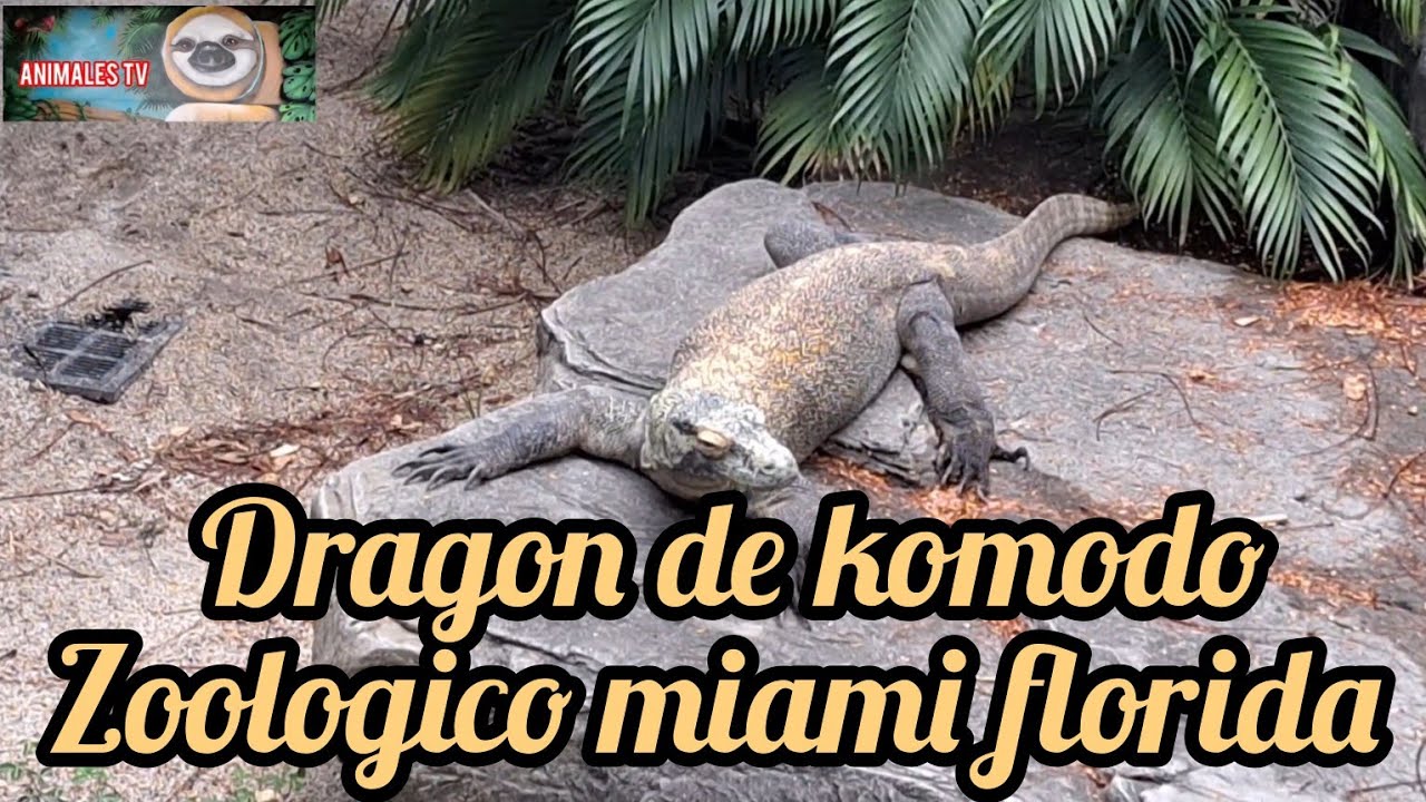 dragón de Komodo, zoológico de miami florida estados unidos #dragon # ...