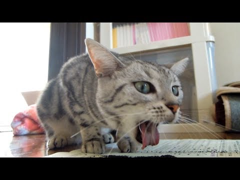 コッソリ食べてしまった...衝撃的すぎる猫 -Yuck !! but once more...Too Scary Face cat - YouTube