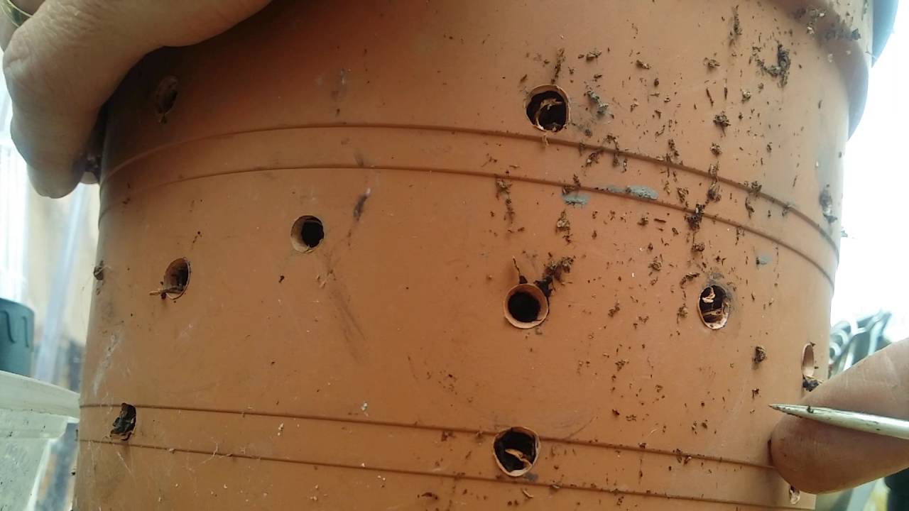 Air rooting plants new easy method. Air pruning. - YouTube