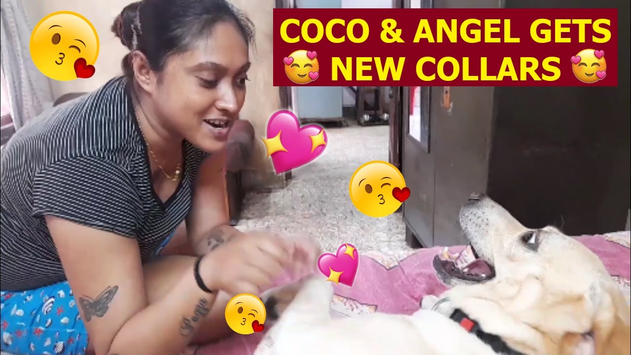 COCO & ANGEL GETS NEW COLLARS | BOTH ARE CRAZY HAPPY & EXCITED WATCH ...