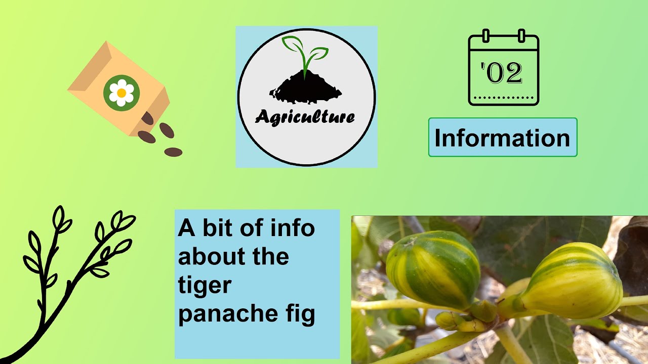A Bit Of Info About The Tiger Panache Fig - YouTube