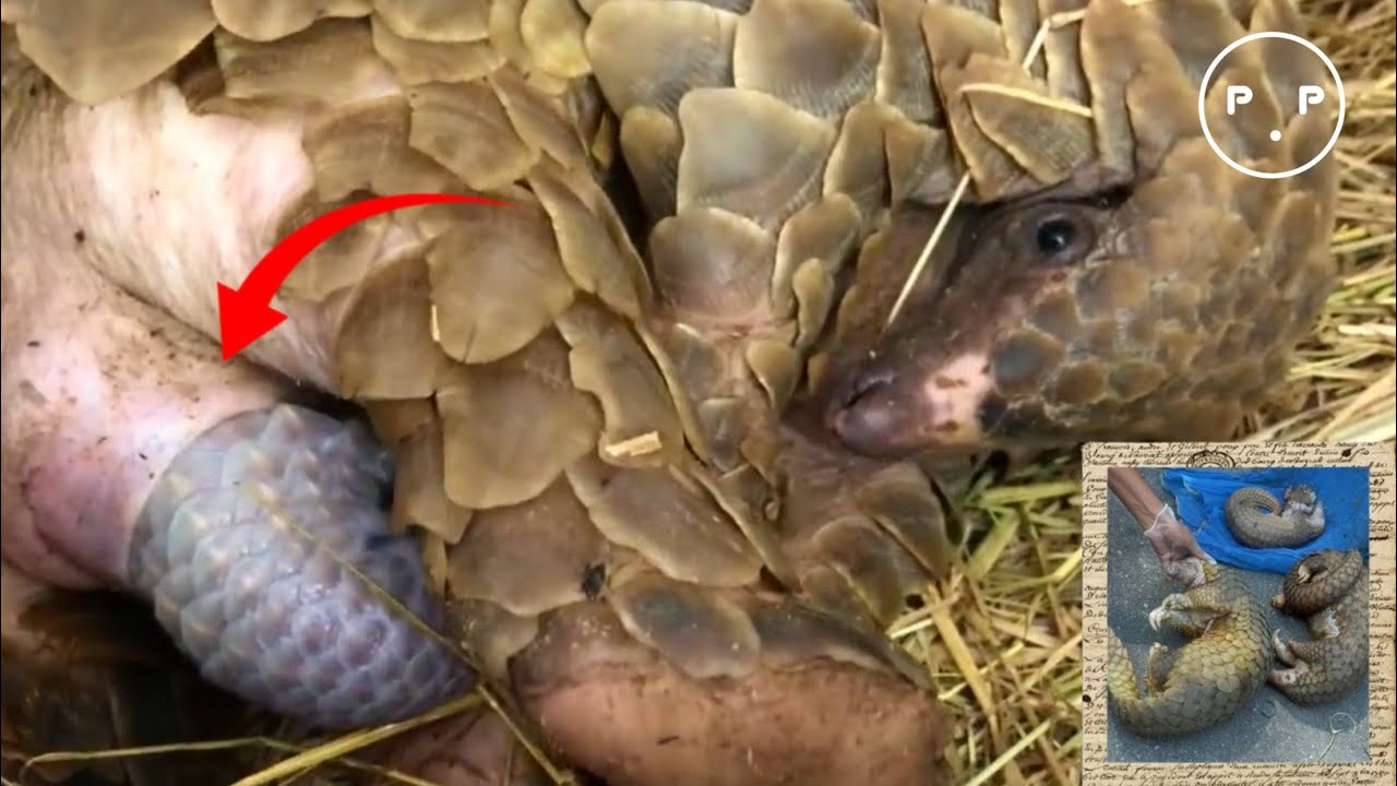 Pangolins and human greed - YouTube