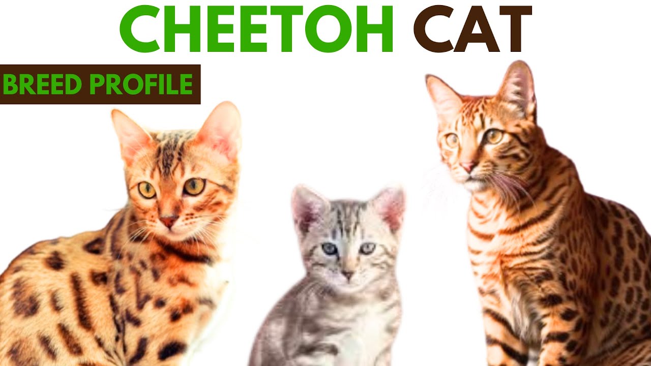 Cheetoh Cat Breed Profile History - Traits - Price - Cheetoh Grooming ...