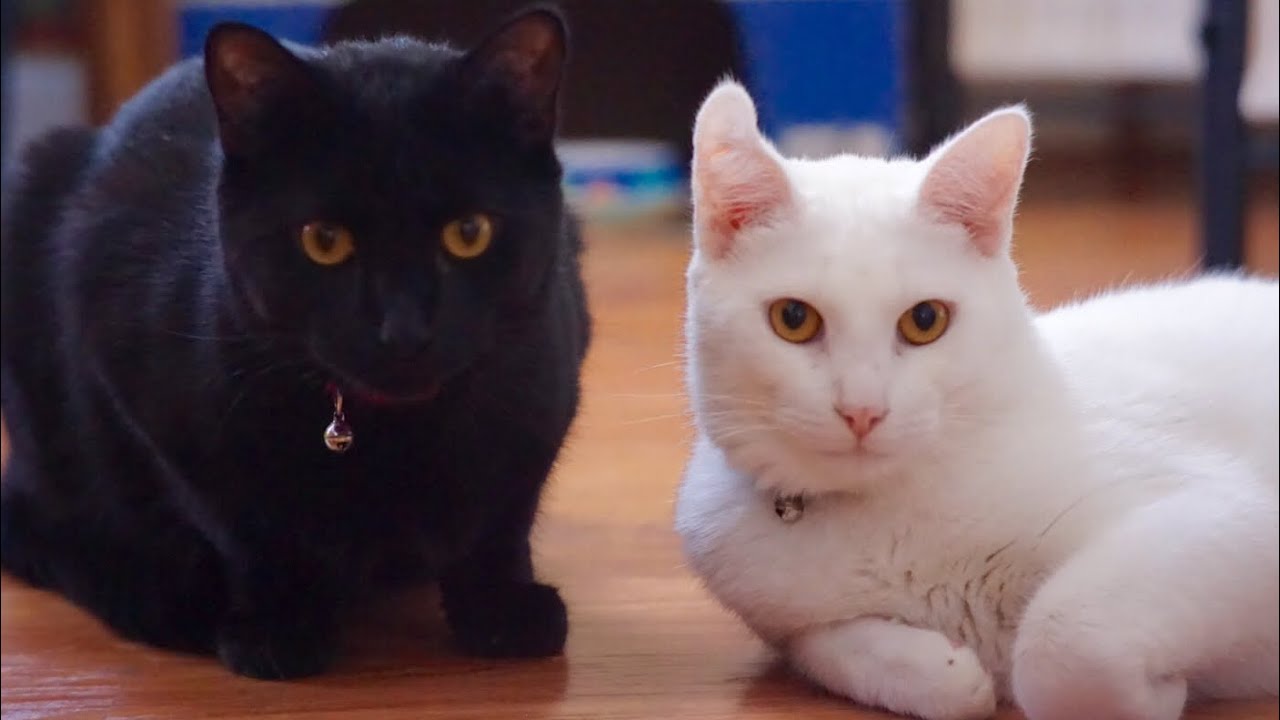 Cute Stray Tries To Win Over Resident Cats | Ep 4 The Real Cats #cat # ...