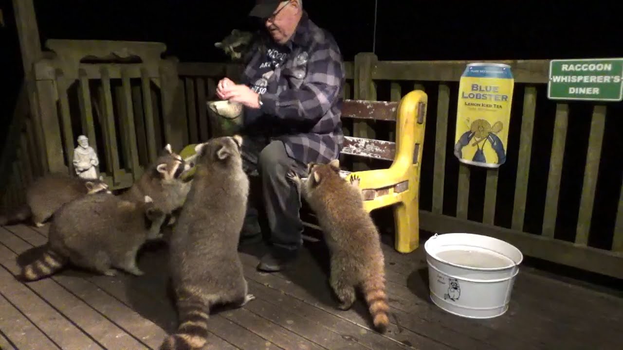 Thursday Night Baby Raccoons and Adults all together - YouTube