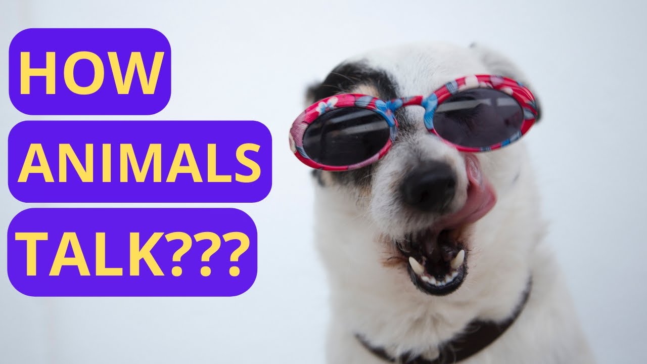 Let's find out HOW ANIMALS TALK?! - YouTube