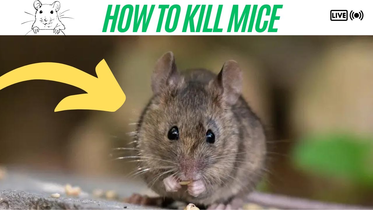 How To Get Rid Of Mice In Your Home Easy Ways To Get Rid Of Mice ...