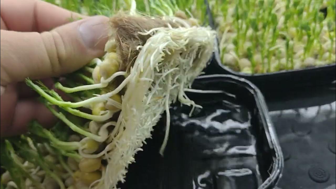 Как продавать микрозелень? Часть 2. Выращивание микрозелени ...