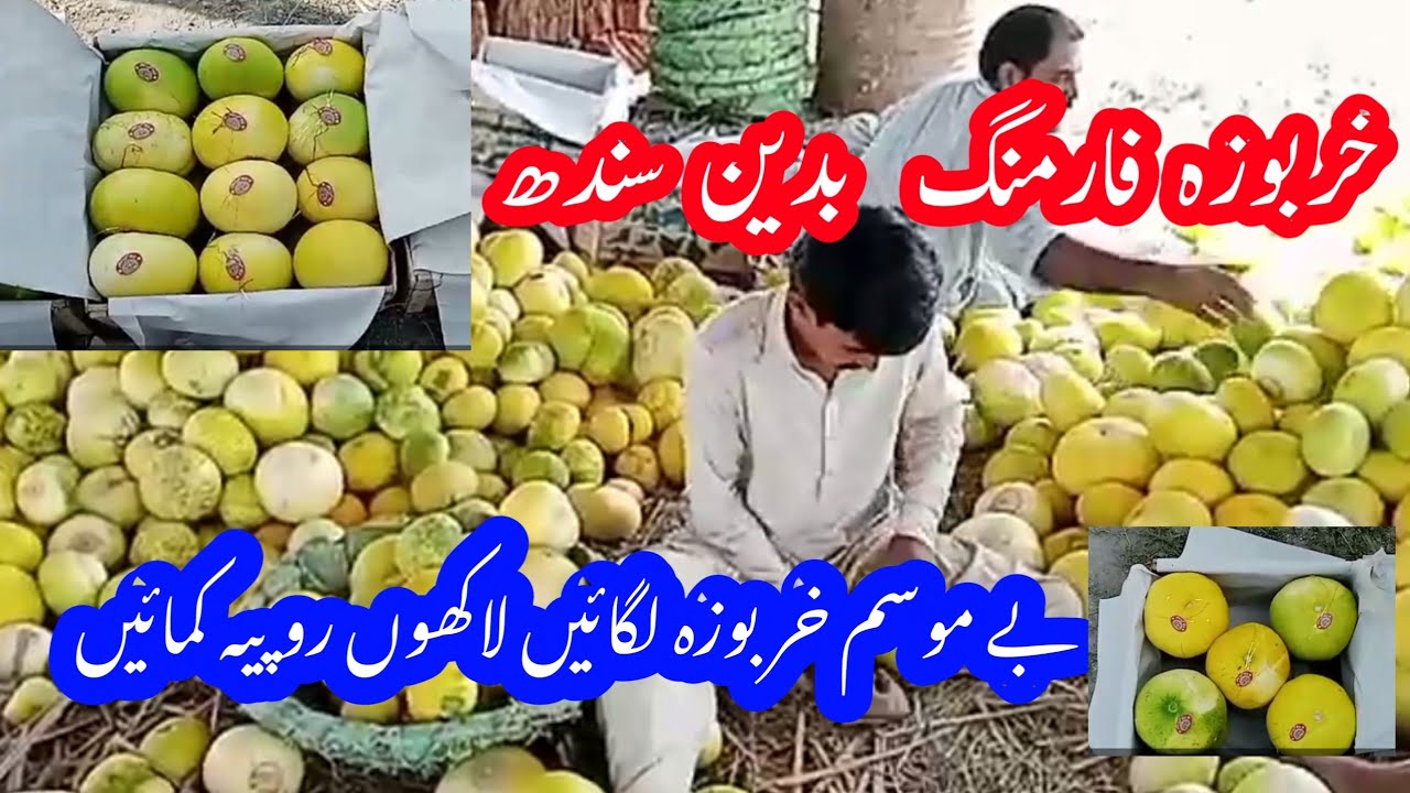 How to grow Muskmelon /Kharbooza ke kasht / Sweet Melon farming in ...