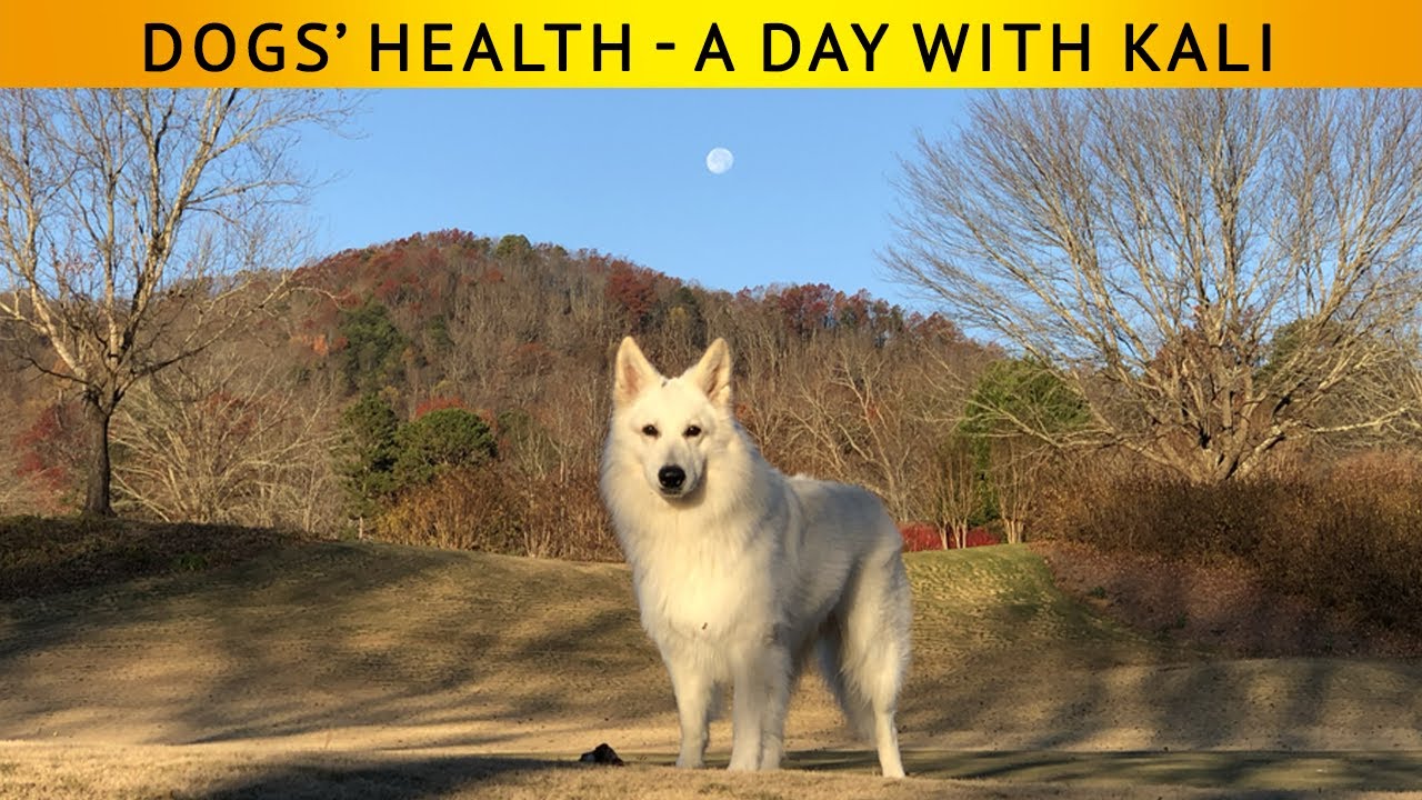 DOGS' HEALTH & HAPPINESS - A day in the life of KALI (English ...