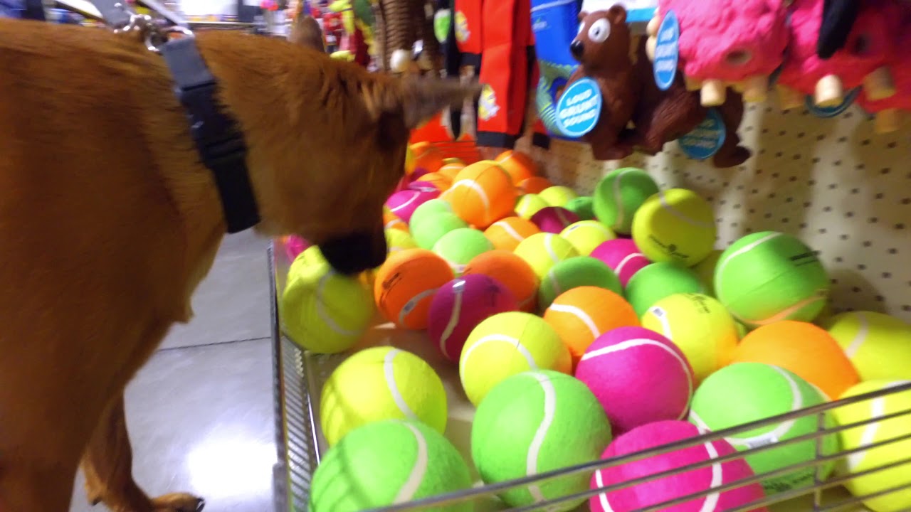 Grange Co-op Pet Paradise - YouTube