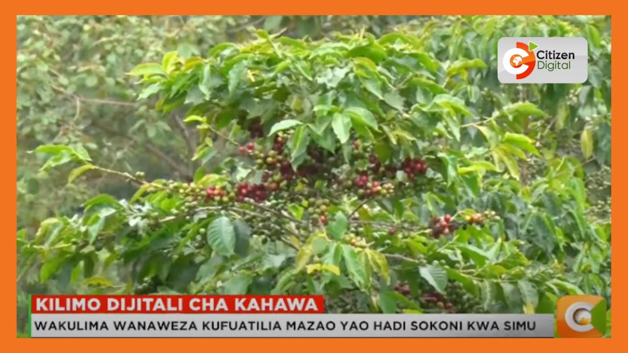 Wakulima wa kahawa wakumbatia teknolojia hukpo Tinderet,Nandi - YouTube