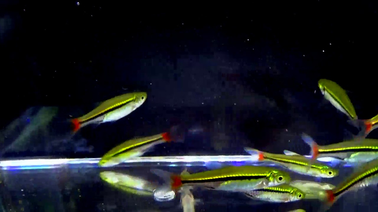 brilliant rasbora - YouTube