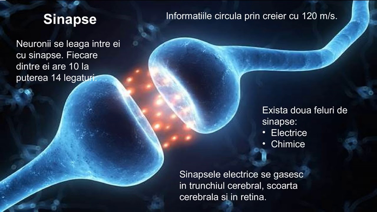 Neuronul Pbl - YouTube