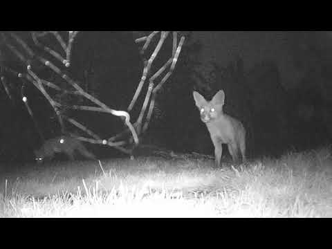 Two Foxes On A Wet Night.  #talltreesnaturereserve #wildlife #animals #nature #gardenwildlife