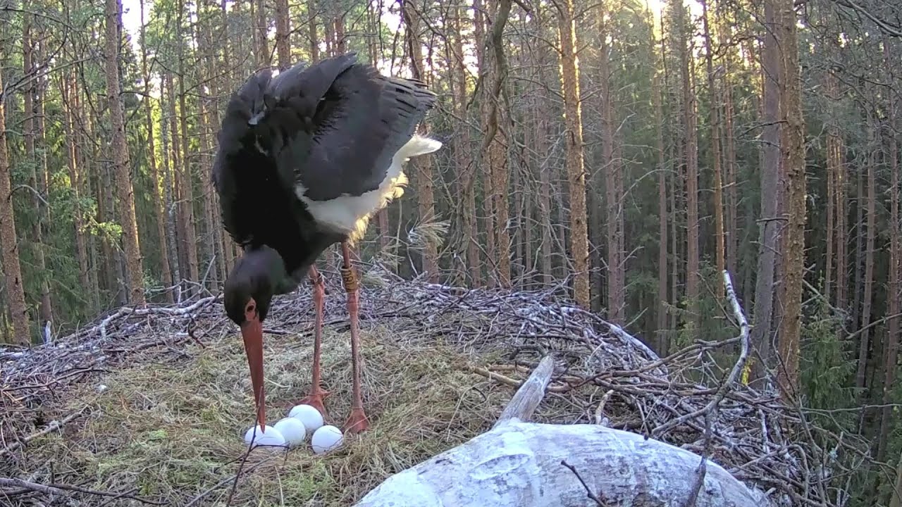 Must-toonekurg~🐣 Storklet #1 is talking in it's egg 🥳🎊~5:49 am 2023/05 ...