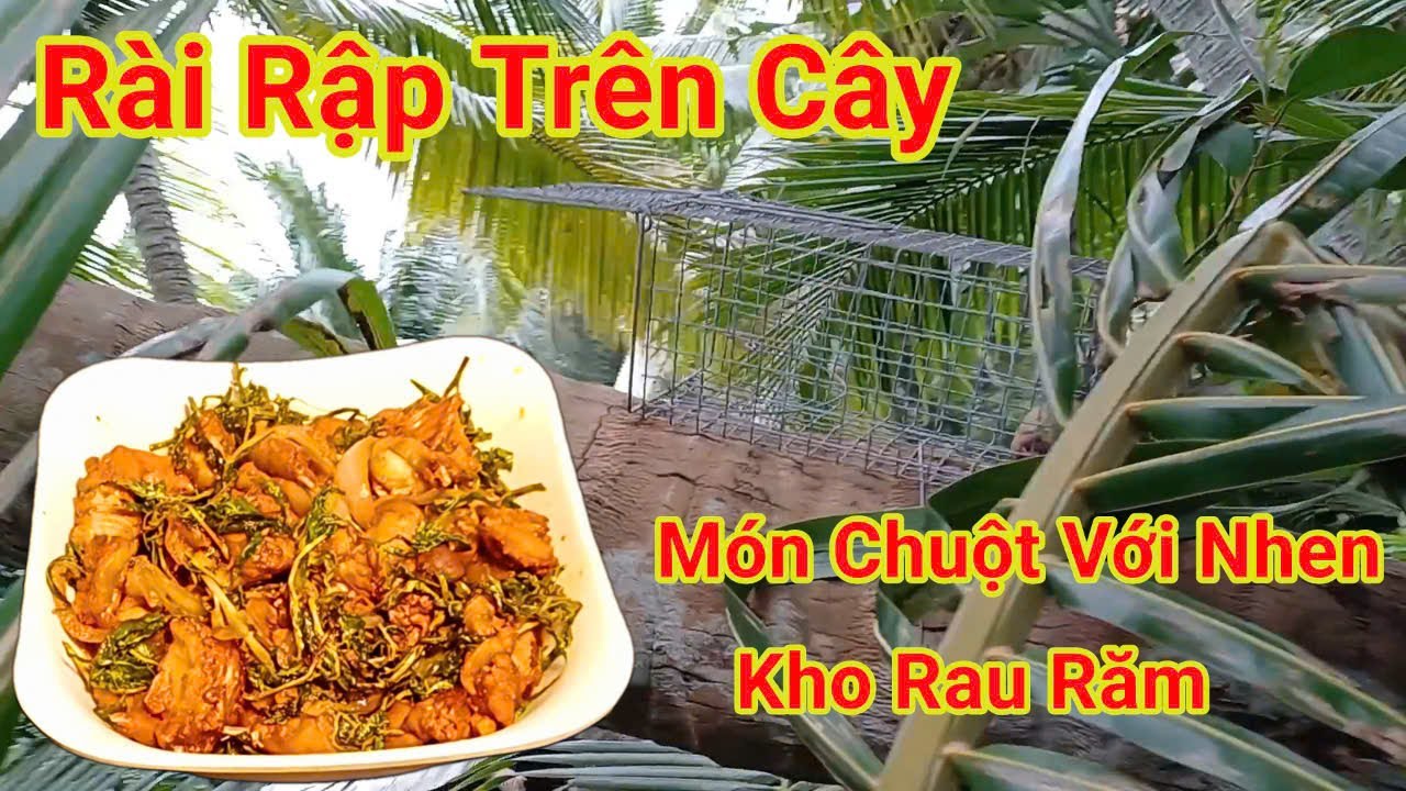 Theo Cha Rài Rập Chuột Trên Cây và Thưởng Thức Món Chuột Với Nhen Kho ...