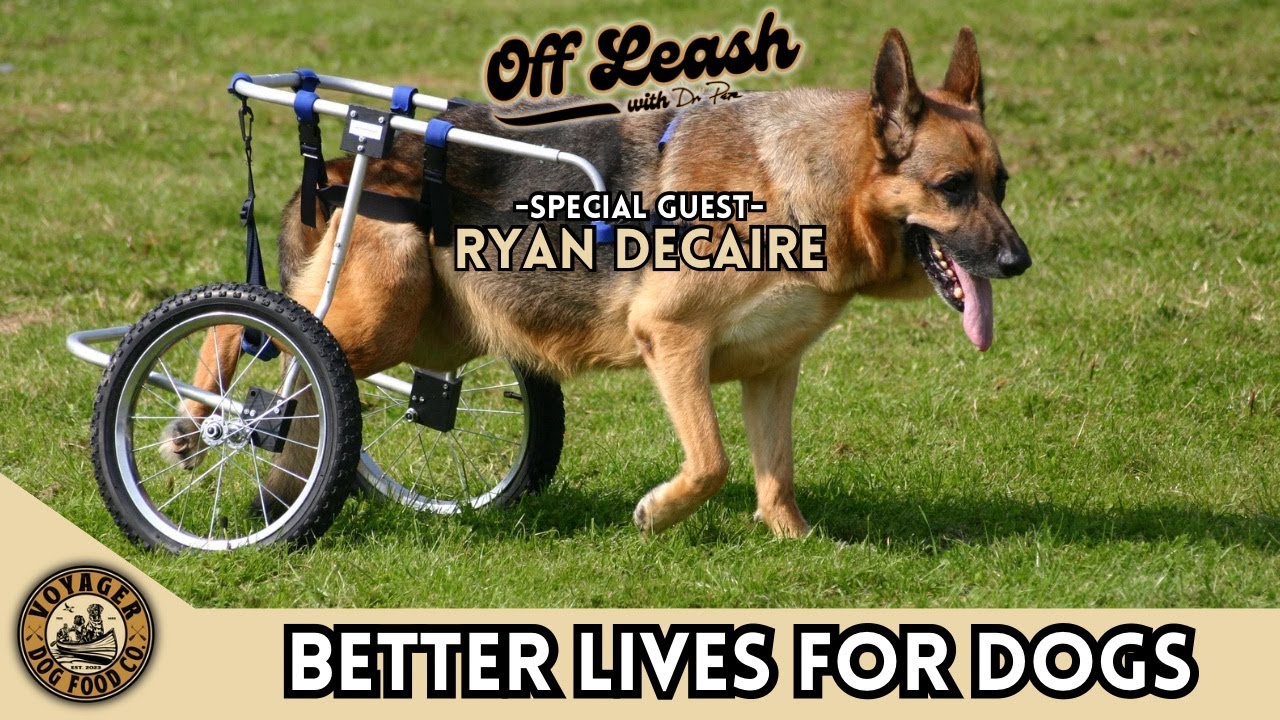 Ryan Decaire; Better Lives For Dogs - YouTube