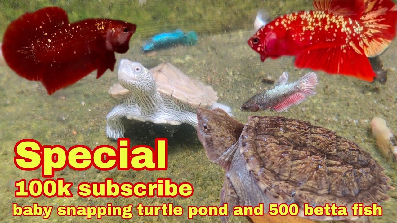 new pool for baby snapping turtles and betta fish special 100k ...