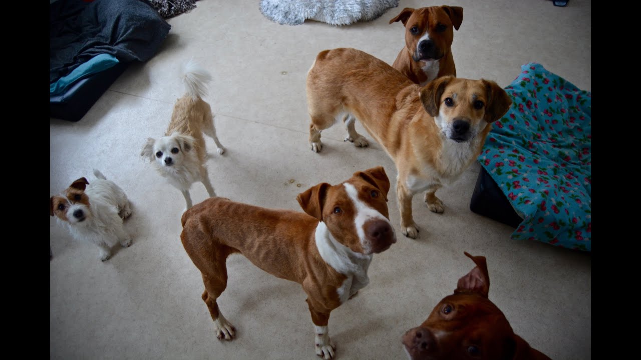 Meet my pack of six dogs (they’re all friends!) - YouTube