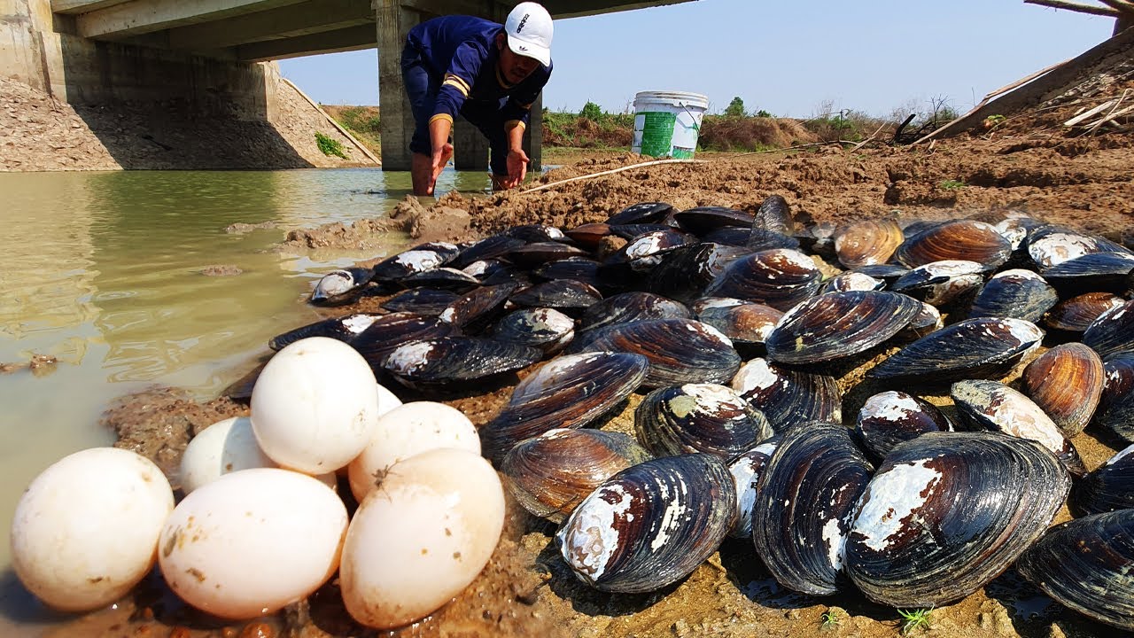 OMG it's amazing Dig mud a lot of Big Clam at side of Lake today. - YouTube