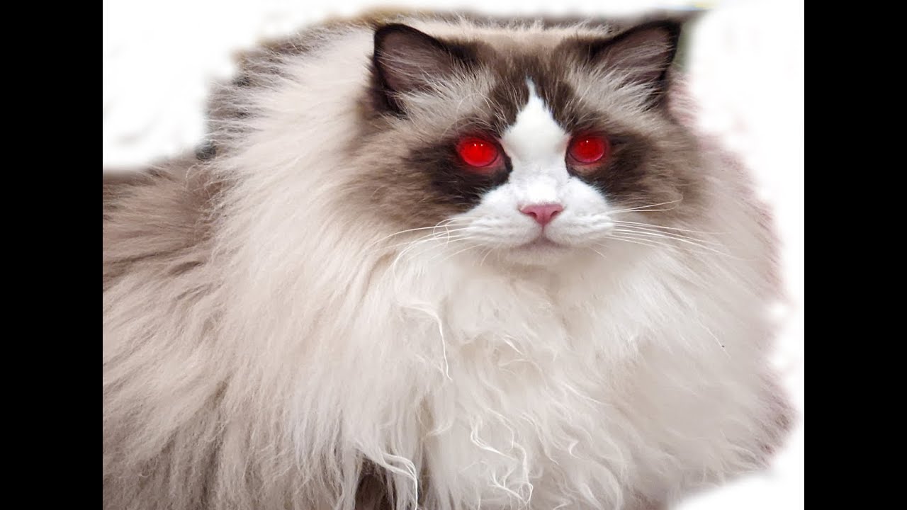 GLOWING RED EYES! My Kitties Eyes Have Turned BLOOD RED! What Is Going ...