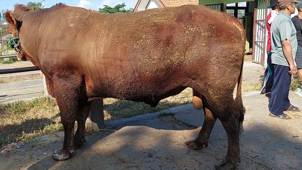 MBAH TUA BAWA SAPI PEDAGING SUPER - YouTube