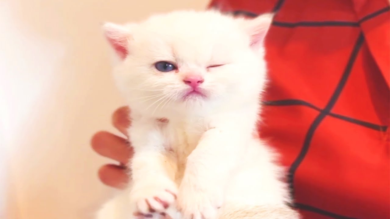 A Cutest Cat that Winks on Camera - YouTube