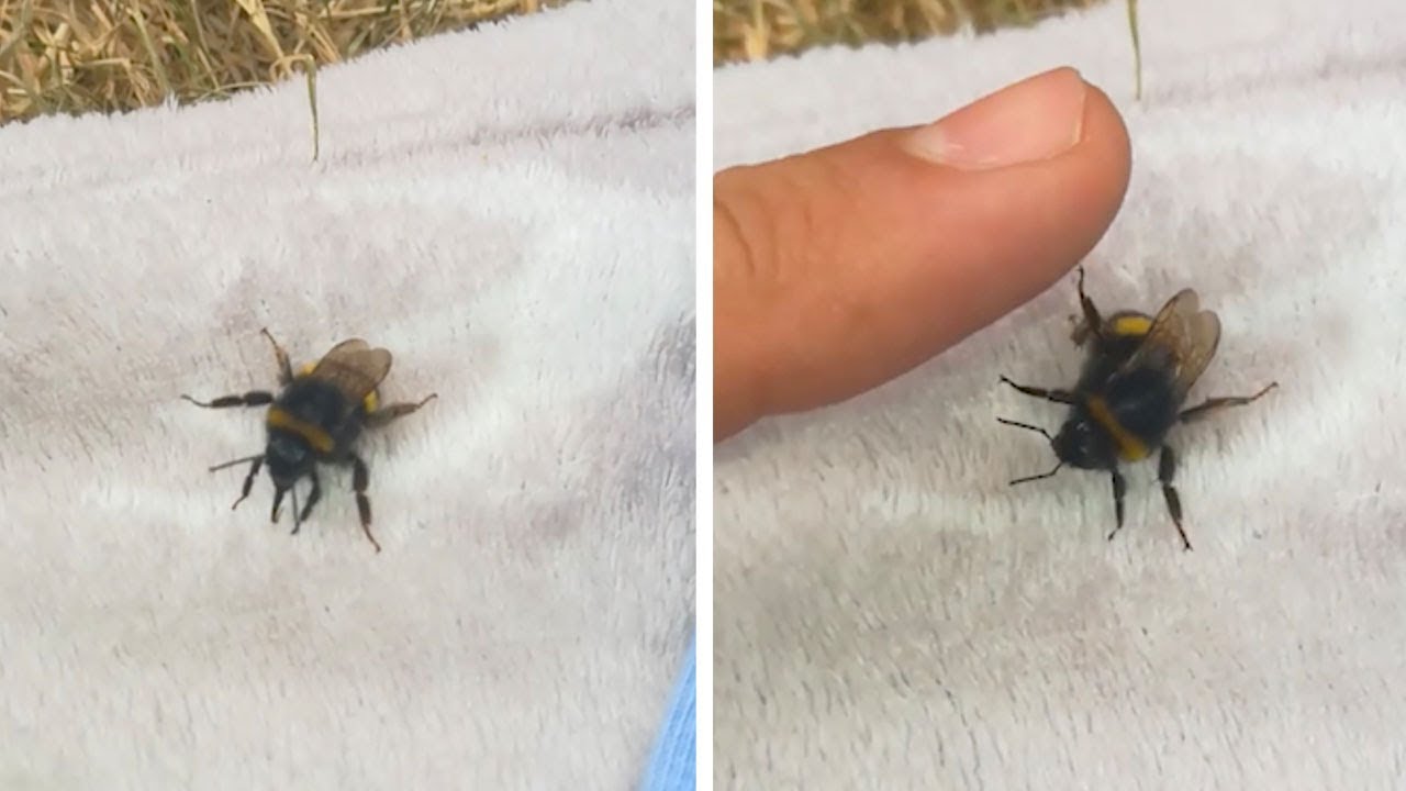 Guy High Fives Bee In Garden - YouTube