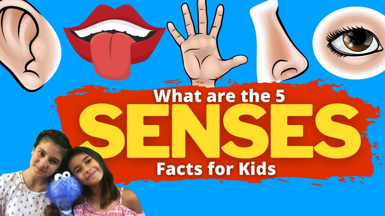 What Are The 5 Senses 5 Senses For Kids YouTube what-are-the-5-senses-5-senses-for-kids-youtube