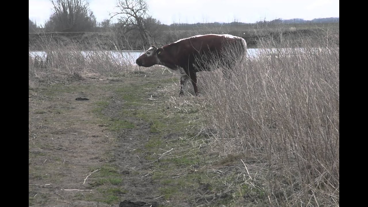 When a Cow Sneezes - YouTube