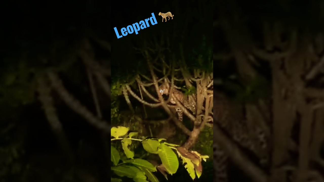 Leopard Near Navtad Range II Vansda II #PareshDeshmukh II #P2'' II # ...