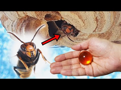 The Process Of Making Friends With a Wasp (Asian hornet pet)