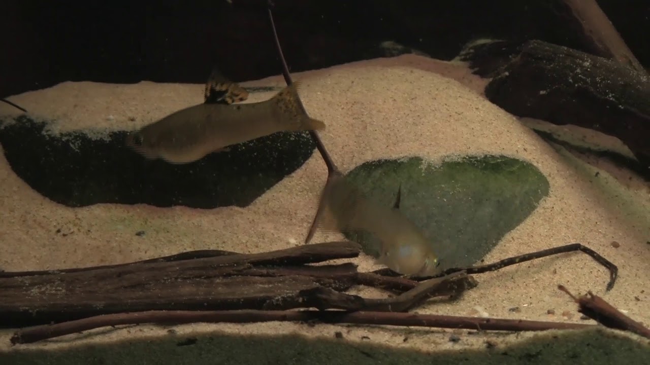 Poecilia gillii "rio Canazas, Panama" - YouTube