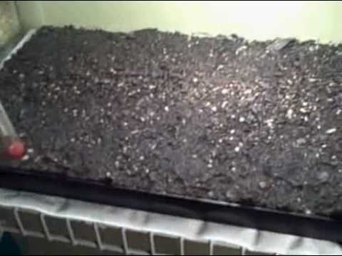 Cricket Breeding 101 - YouTube